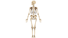 What are the parts of the human body? - KS1 Science curriculum - BBC ...