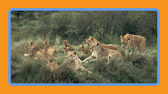 How do ecosystems work? – KS2 Science curriculum - BBC Bitesize