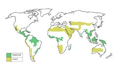 Rainforests and deserts - Key Stage 2 Geography - BBC Teach