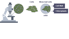 What is microscopy, size and magnification in GCSE Biology? - BBC Bitesize