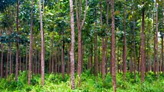 1.2 Properties and applications of materials - wood and plastics - BBC ...