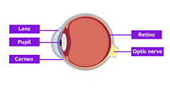 How does the eye detect light? – KS2 Science curriculum - BBC Bitesize