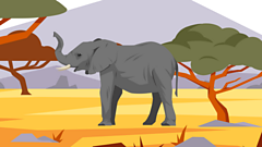 What is adaptation? – KS2 Science curriculum - BBC Bitesize