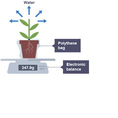 What is the role of osmosis in GCSE Biology? - BBC Bitesize