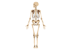 Changes in humans during their lifetime – KS2 Science curriculum - BBC ...