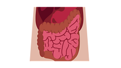 What is the digestive system? – KS2 Science curriculum - BBC Bitesize