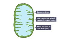 Higher Human Biology questions - Cellular respiration - Higher Human ...