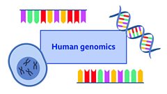 Quizzes - Higher Human Biology - Higher Human Biology - BBC Bitesize