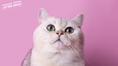 Very demure: what is demure and why is it trending? - BBC Bitesize