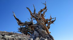 What is the world's oldest tree and why has it lived so long? - BBC ...