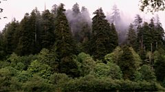 What is the tallest tree in the world and why is its location a secret ...