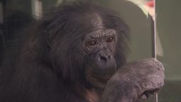 BBC One - Super Smart Animals - Kanzi