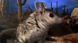 BBC One - Hidden Kingdoms - Rufous elephant shrew (sengi)