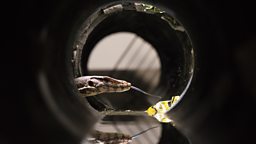 BBC Two - Cities: Nature's New Wild - Snakes in the city