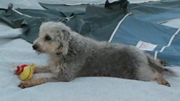 BBC Radio 2 - Radio 2mail - Presenters And Their Pets