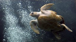 BBC Radio 4 - Natural Histories - Seven reasons why turtles are totally ...