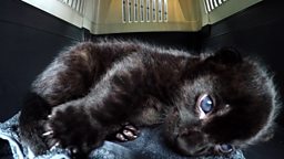 BBC Two - Big Cats about the House - In pictures: Maya's early days