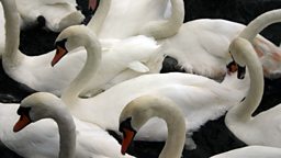 BBC Radio 4 - Natural Histories - Swanning about: Seven facts about Swans