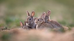 BBC Two - Springwatch - Photographer takeover: George Turner