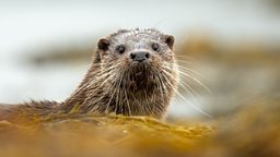 BBC Two - Springwatch - Photographer takeover: George Turner