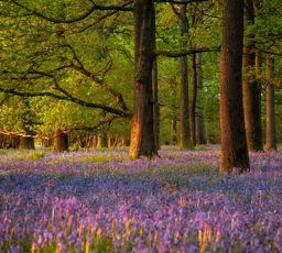 BBC Two - Springwatch - Your spring wildlife photography: Top ten countdown