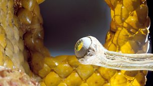 Doctor Who (1963–1996) - Season 8: The Claws of Axos: Episode 2 - BBC ...