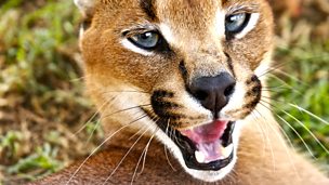 Deadly 60 - Series 1: 3. South Africa - BBC iPlayer