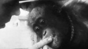 Zoo Quest - Zoo Quest for a Dragon: 1. Borneo - Part One - BBC iPlayer