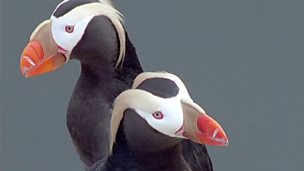 The Blue Planet - 8. Coasts - BBC iPlayer