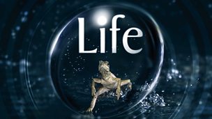 Science & Nature - Featured - BBC iPlayer