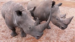 Deadly 60 - Series 3: 25. Endangered - BBC iPlayer