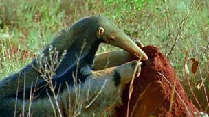 Deadly 60 - Series 1: 18. Brazil - BBC iPlayer