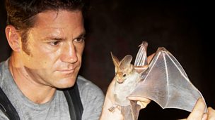 Deadly 60 - Series 1: 22. Weapons - BBC iPlayer