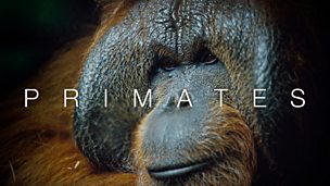 Science & Nature - Featured - BBC iPlayer