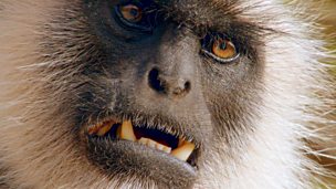 Primates - Series 1: 2. Family Matters - BBC iPlayer