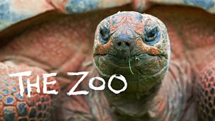 CBBC - Featured - BBC iPlayer