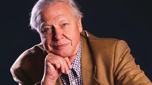 The Life of Mammals - 1. A Winning Design - BBC iPlayer