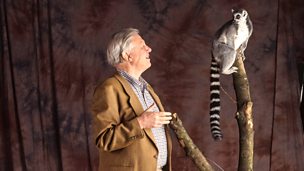 The Life of Mammals - 3. Plant Predators - BBC iPlayer