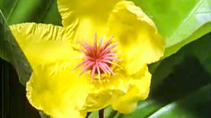 The Private Life of Plants - 3. Flowering - BBC iPlayer