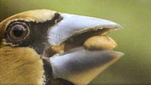 The Life of Birds - 3. The Insatiable Appetite - BBC iPlayer