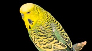 The Life of Birds - 6. Signals and Songs - BBC iPlayer