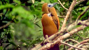 The Life of Birds - 7. Finding Partners - BBC iPlayer