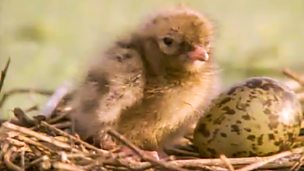 The Life of Birds - 9. The Problem of Parenthood - BBC iPlayer