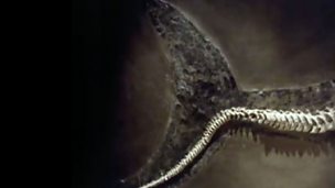Lost Worlds, Vanished Lives - 2. Putting Flesh on Bone - BBC iPlayer