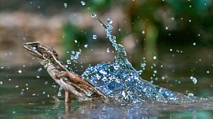 Life - 2. Reptiles and Amphibians - BBC iPlayer