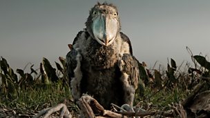 Africa - 2. Savannah - BBC iPlayer