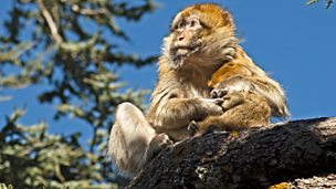 Africa - 5. Sahara - BBC iPlayer