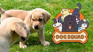 BBC iPlayer - CBeebies - Featured