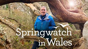 Wales - Featured - BBC iPlayer