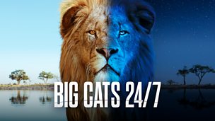 Watch BBC Two live - BBC iPlayer